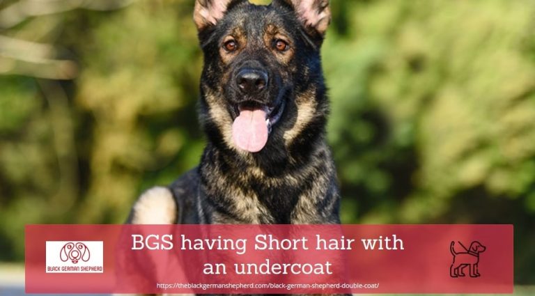 Black German Shepherd Double Coat: Things You Need To Know