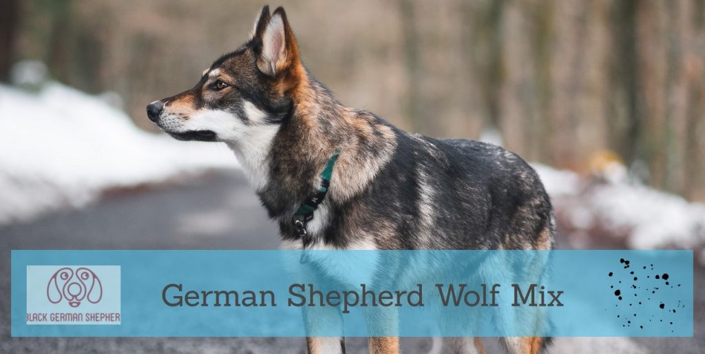 ?German Shepherd Wolf Mix: This is What You Need to Know